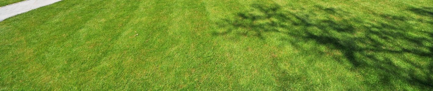 Mantis Pest Control Homepage | Mantis Pest Solutions