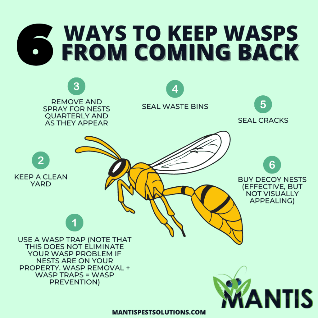 Preventing Wasps from Returning - Mantis Pest Solutions