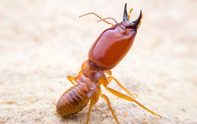 Termites Around Your Overland Park Home - Mantis Pest Solutions