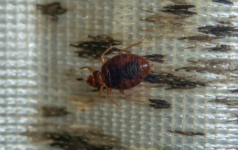 How to Handle Bed Bugs in Overland Park - Mantis Pest Solutions