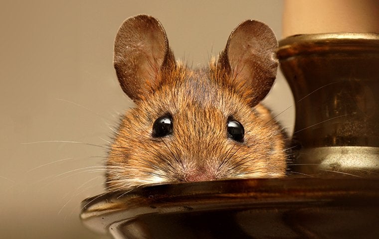 Get Rid of Mice in Overland Park Home - Mantis Pest Solutions