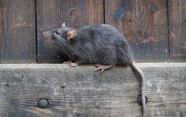 Rodent Control for Overland Park Homes - Mantis Pest Solutions