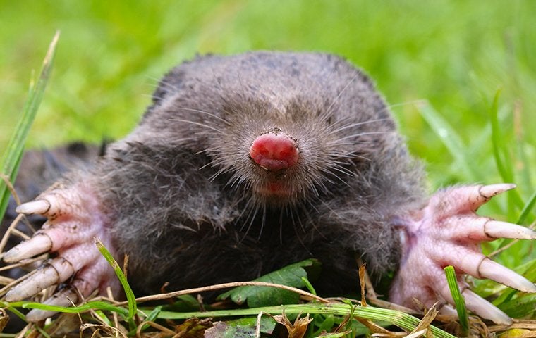 Mole Issues in Your Lee's Summit Yard - Mantis Pest Solutions