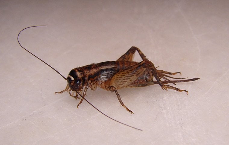 Crickets in Your Overland Park Home? - Mantis Pest Solutions